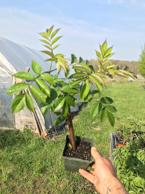 Elderberry plant, 4" pot | Whistle Down Farm | Certified Organic Pick ...