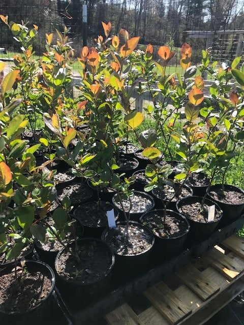 Aronia plant, one gallon pot | Whistle Down Farm | Certified Organic ...