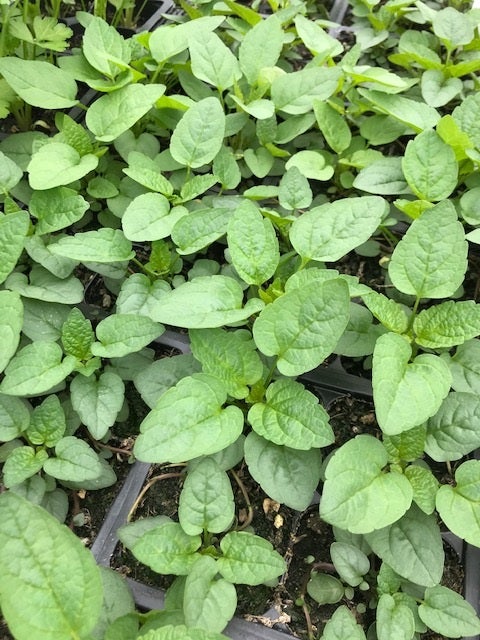 Skullcap plants, 4 pack | Whistle Down Farm | Certified Organic Pick ...